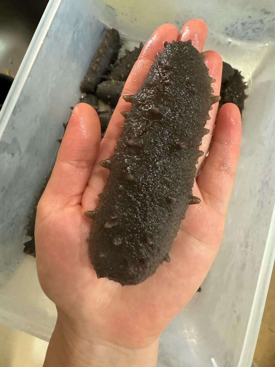 【泡发干海参图片】Eling_歆_下厨房