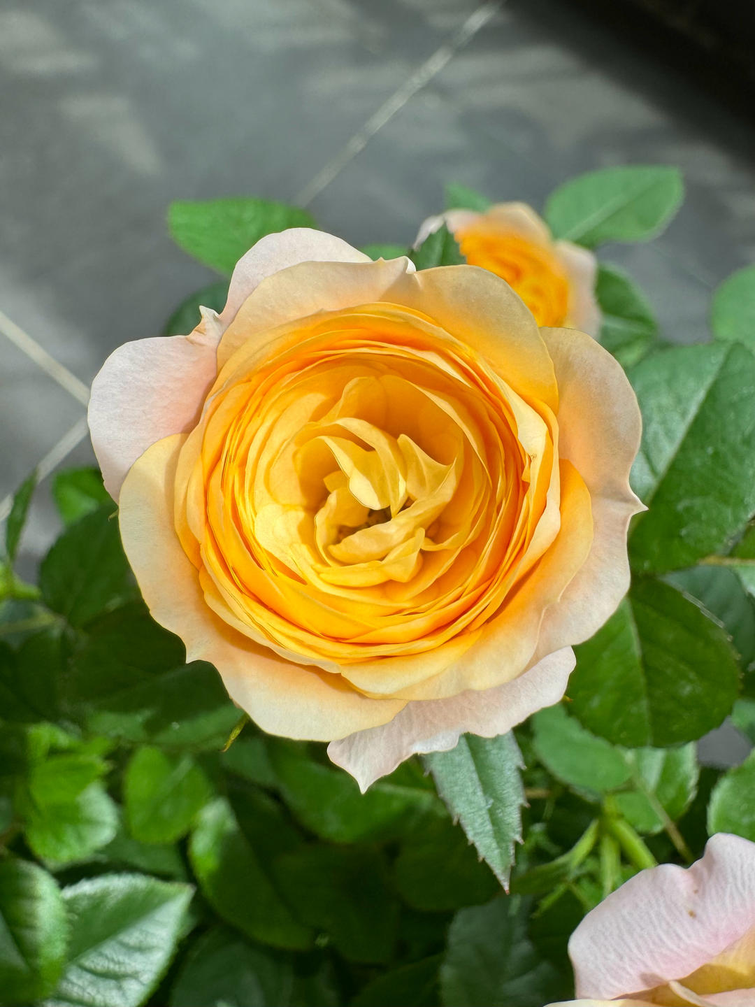 【2025年06月22日图片】Eling_歆_下厨房